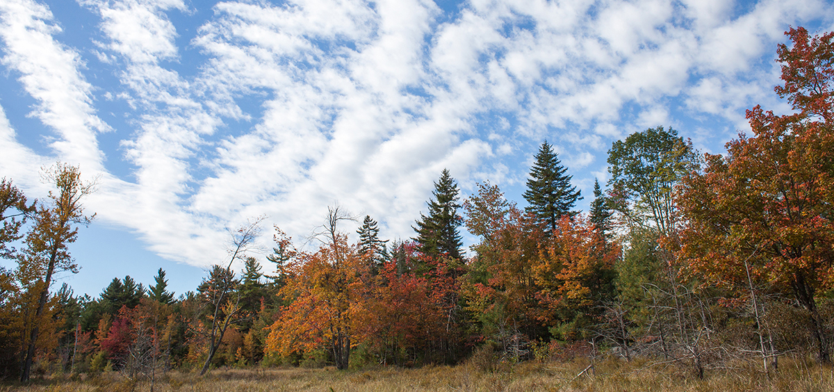Writing the Land - New England Forestry Foundation New England Forestry ...