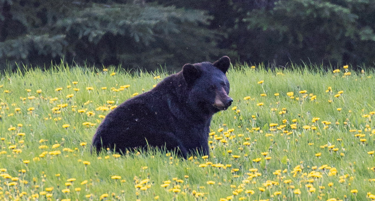 Maudie and Sumul Shah’s Wildlife Hotspot - New England Forestry ...