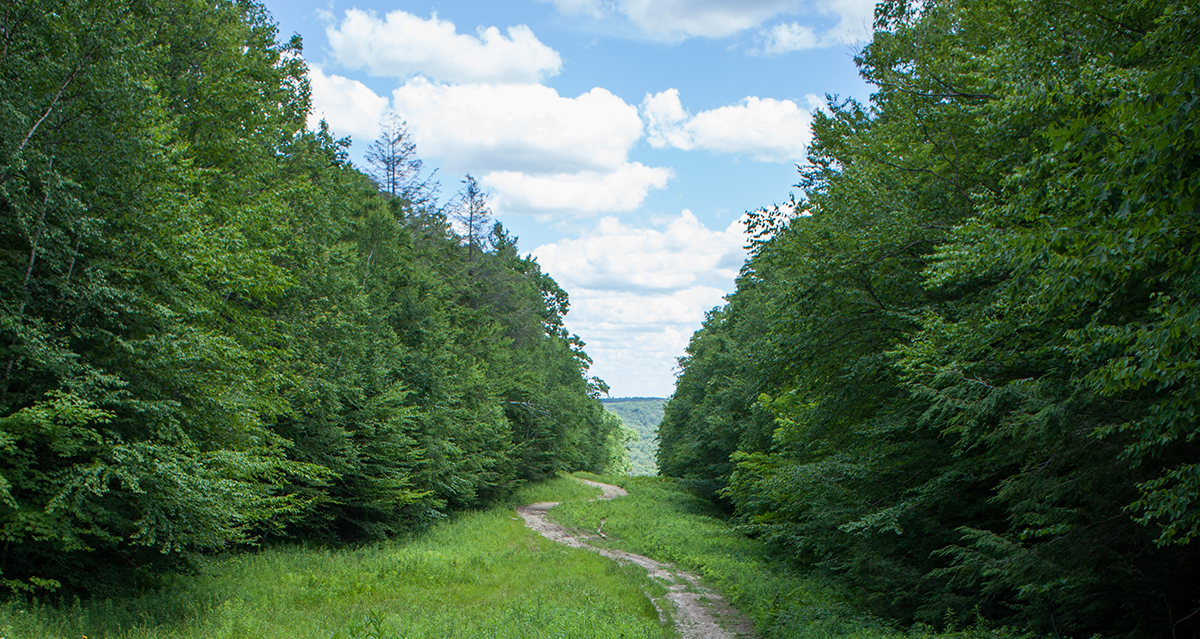 Phelon Memorial Forest - New England Forestry Foundation New England ...