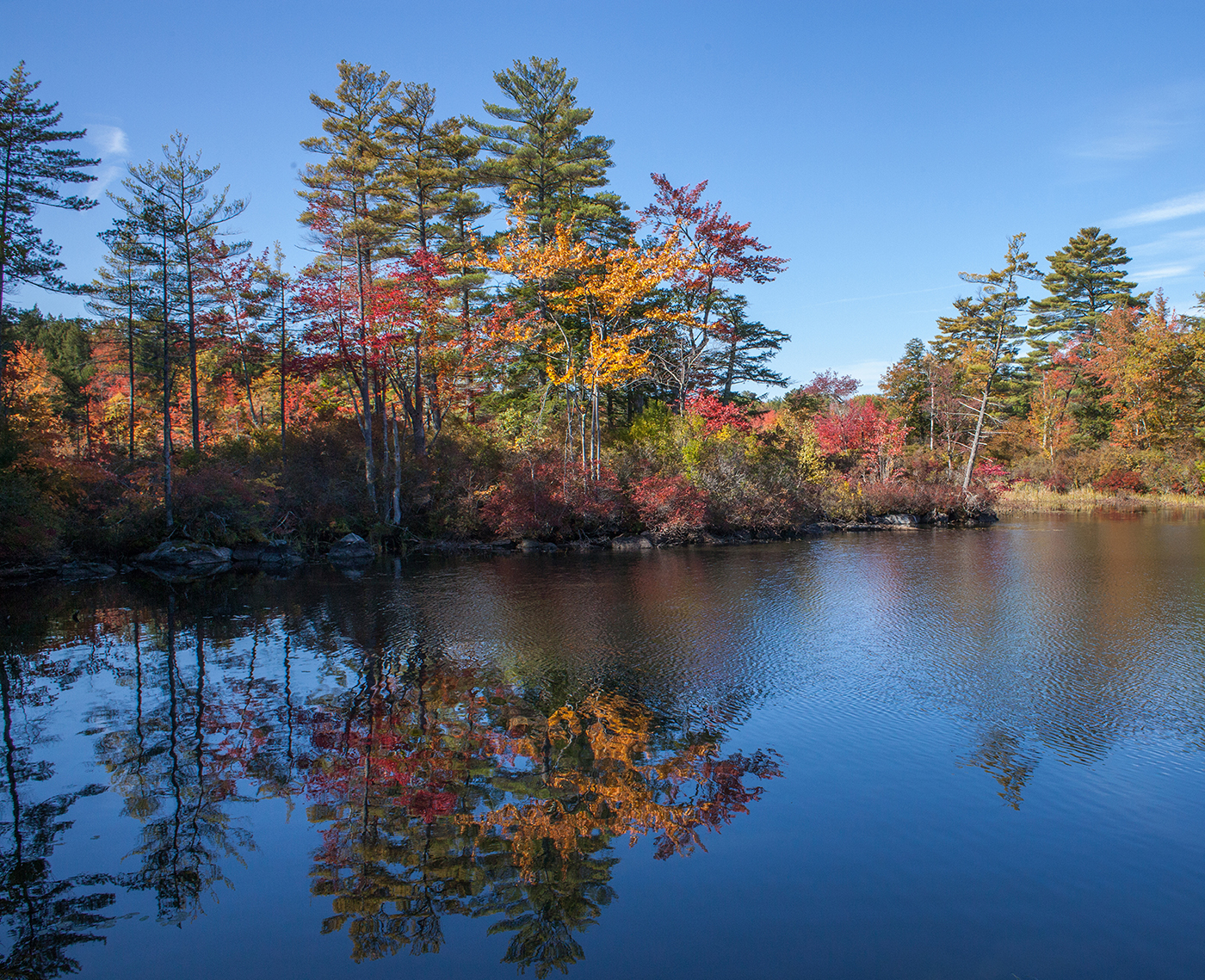 Chamberlain Reynolds Memorial Forest - New England Forestry Foundation ...