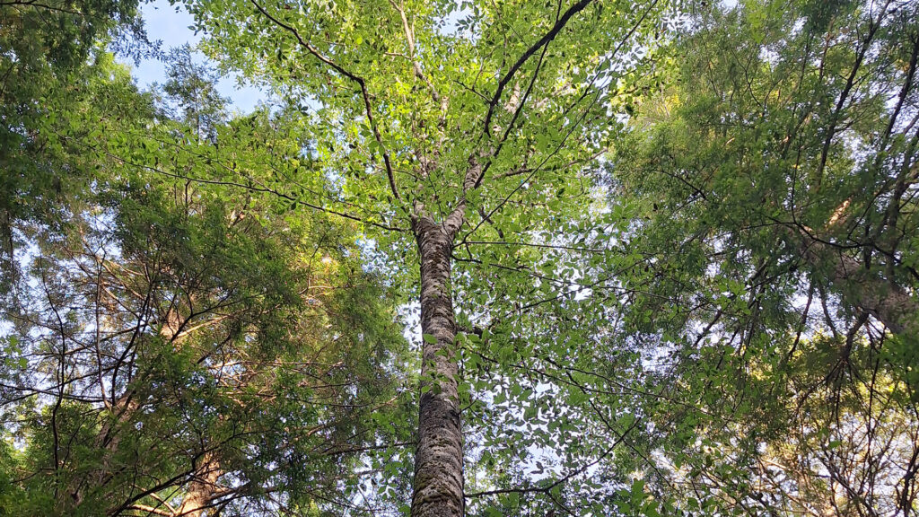 Beech Tree New Trees Grow From The Trunk Of A Fallen Beech Tree,