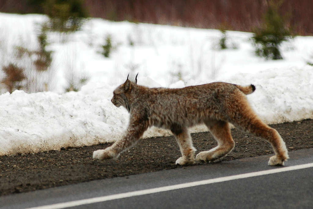 Biodiversity and Forestry: The Canada Lynx as Umbrella Species - New ...