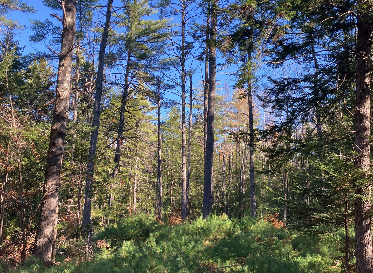 Spring Woods Walk: Thissell Smith Memorial Forest - New England ...