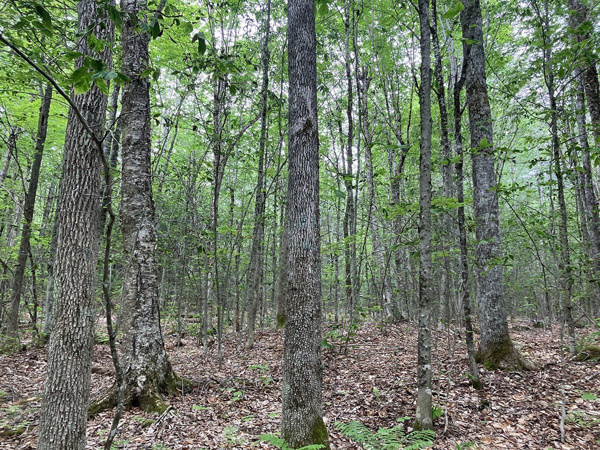 Growing Tomorrow’s White Pine and Red Oak at Allen Whitney Memorial ...
