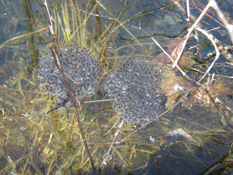 Wood Frogs and Woodcock: March is the Month - New England Forestry ...