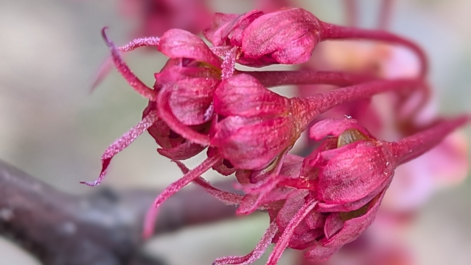 The Science and Beauty of Flowering Trees - New England Forestry ...