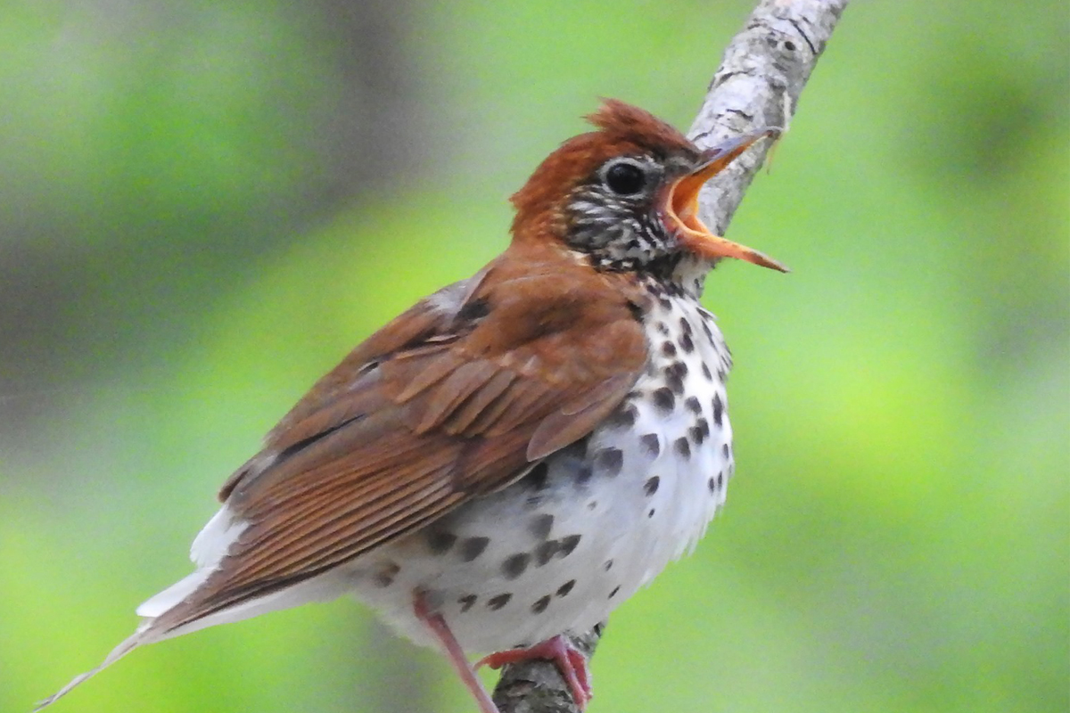 Star Singer of the Northern Forest: The Wood Thrush - New England ...